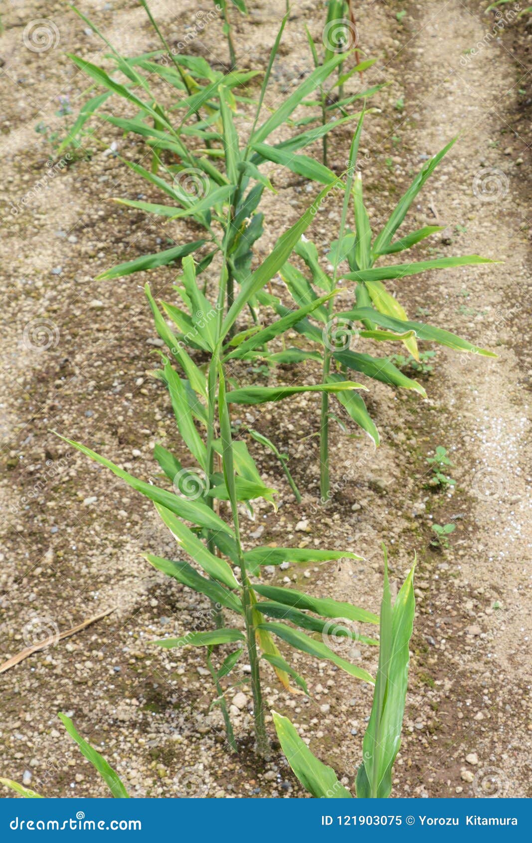 Ginger cultivation stock image. Image of background - 121903075