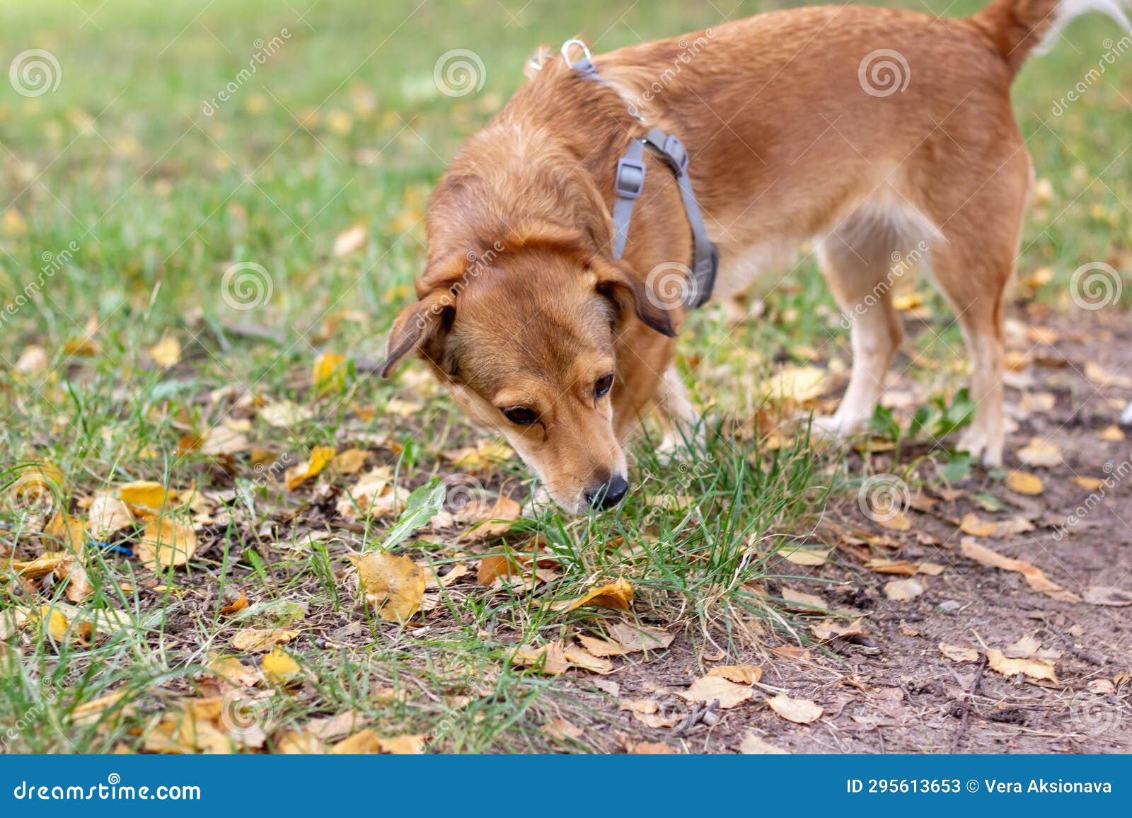 Ginger Dog Sniffing the Ground Close Up Stock Image - Image of park ...