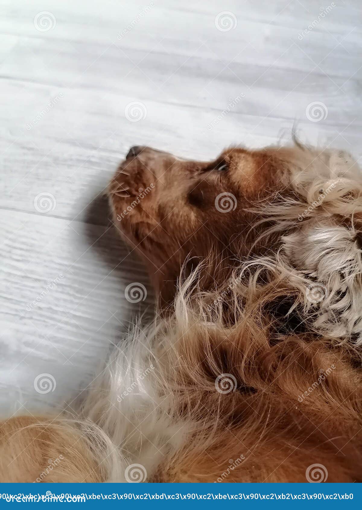 Ginger dog. Spaniel stock photo. Image of textile, puppy - 210045820