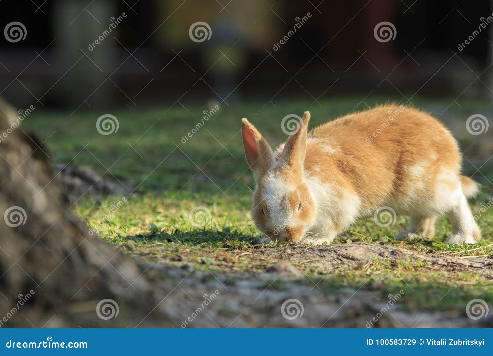 Ginger Rabbit on the Grass stock image. Image of fluffy - 100583729