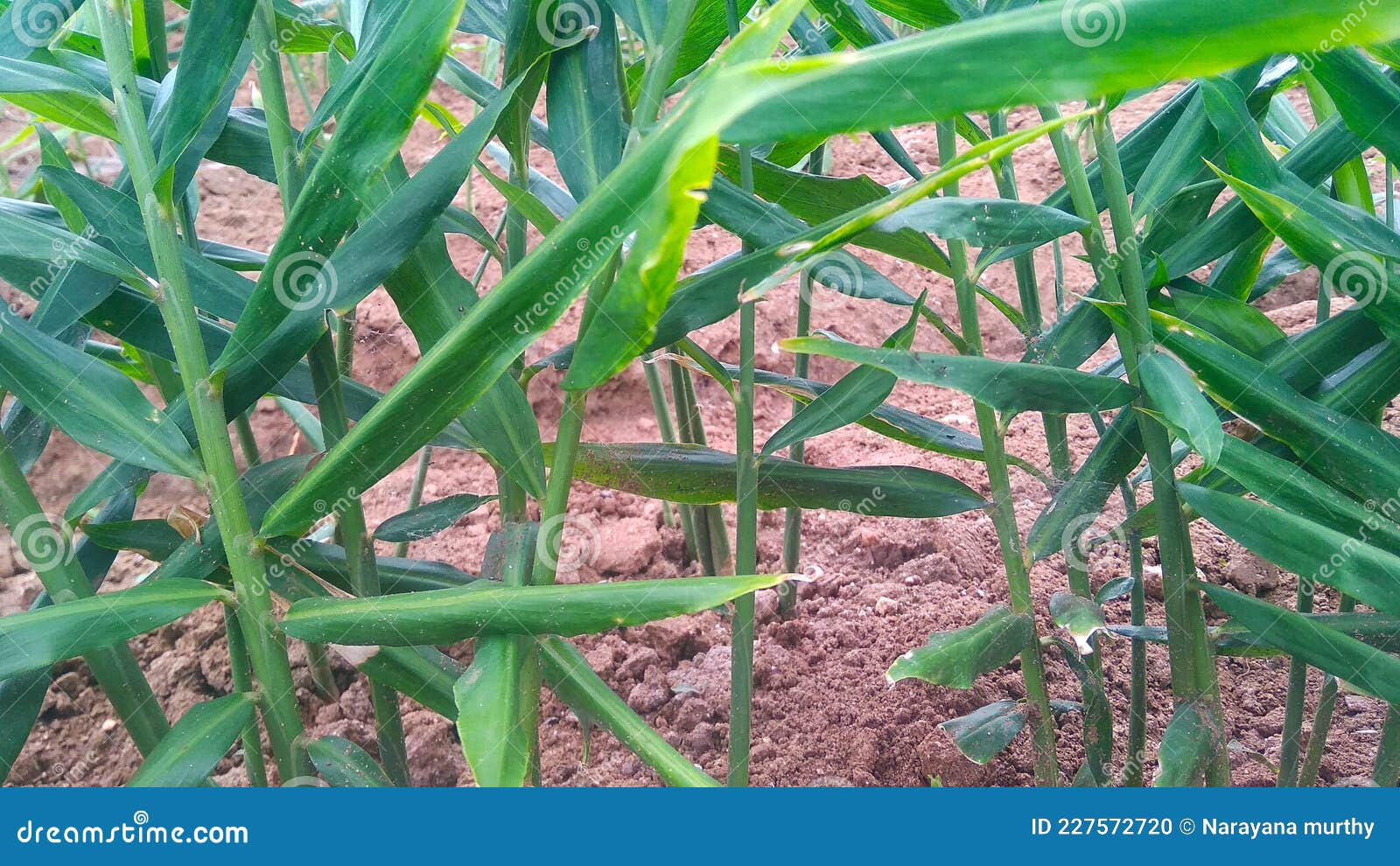 The ginger farm stock photo. Image of ginger, plant - 227572720