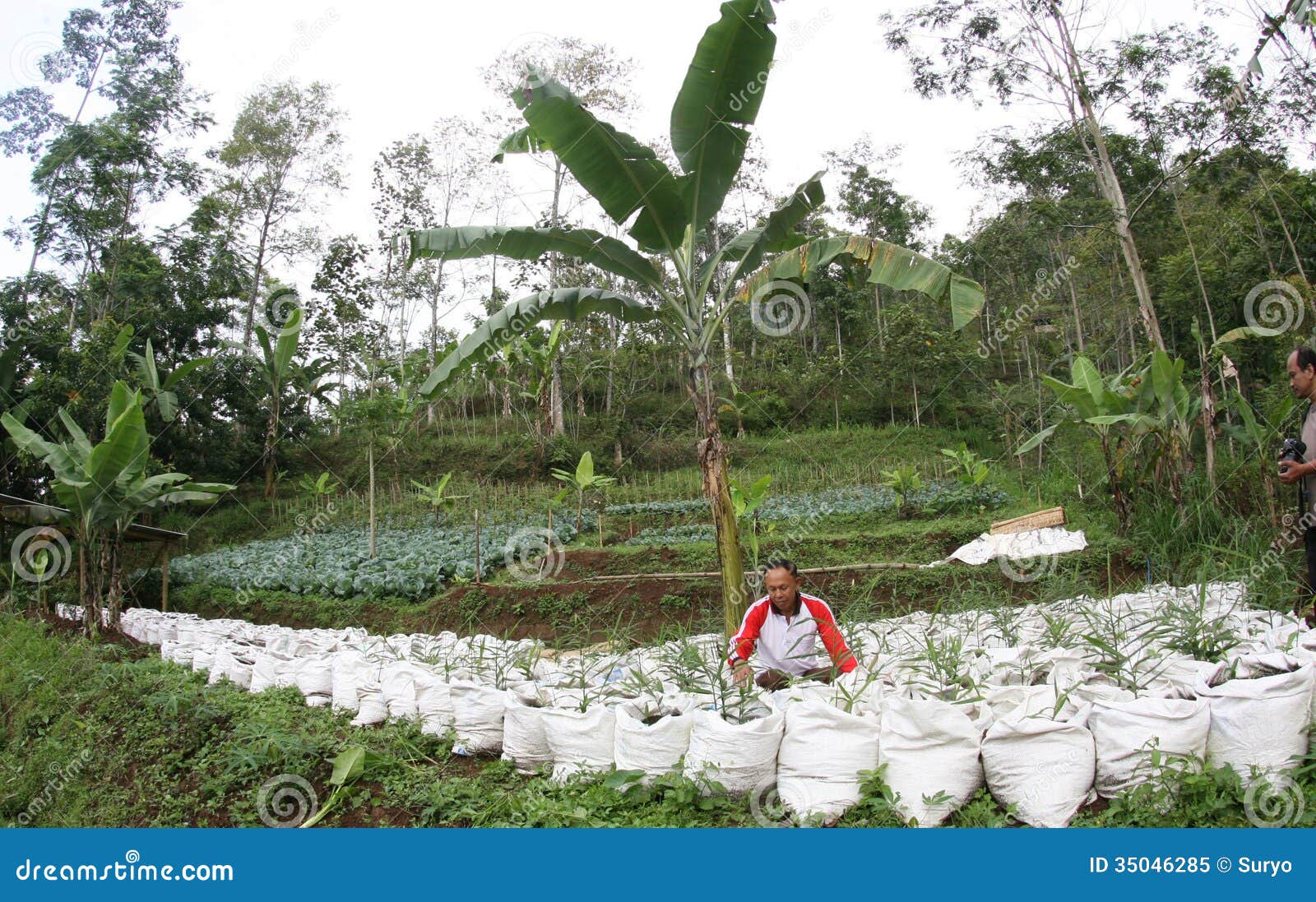Ginger editorial image. Image of ginger, java, sack, karangnyar - 35046285