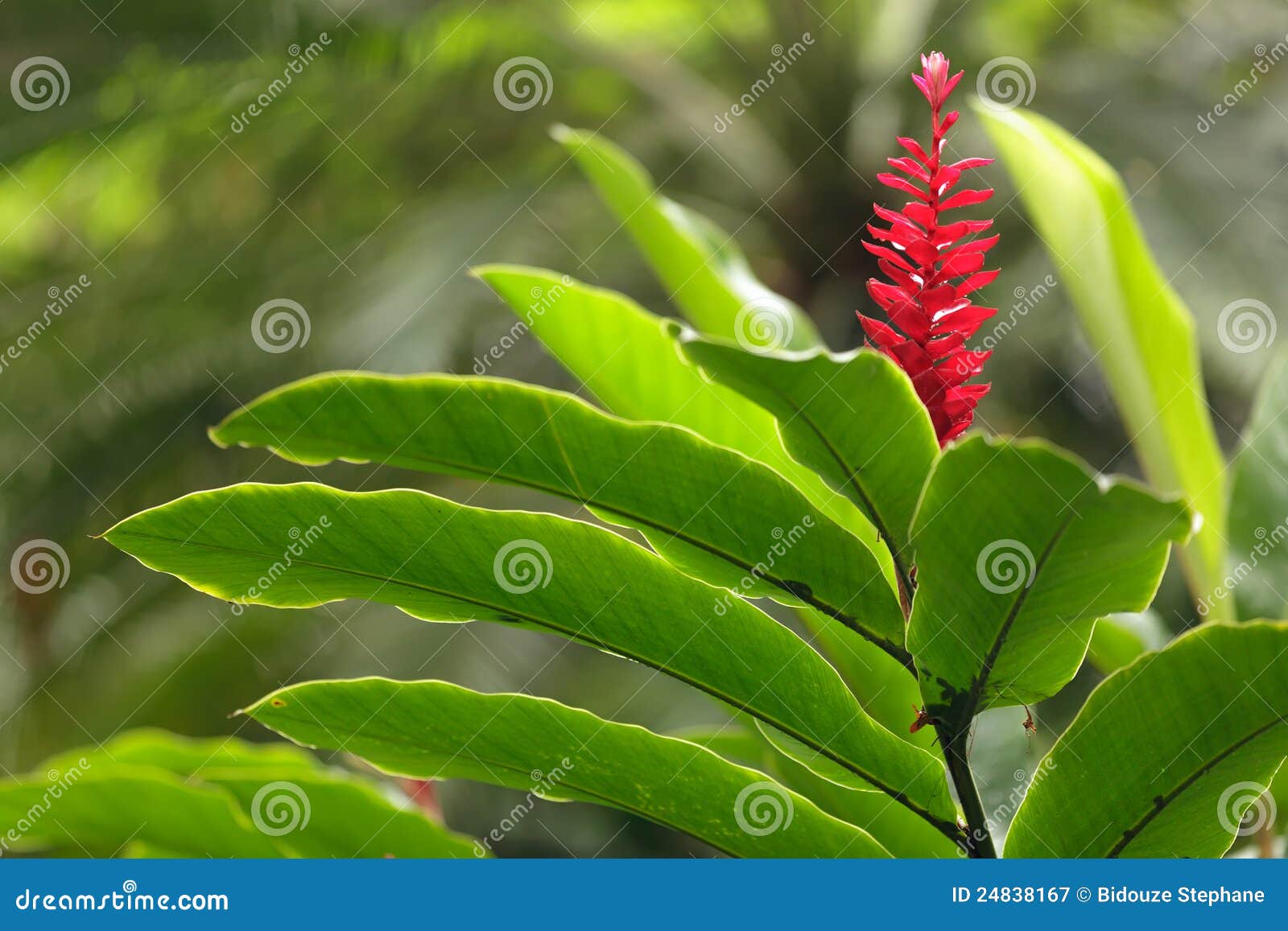 Ginger Flower In Wild Tropical Rainforest Stock Photo | CartoonDealer ...
