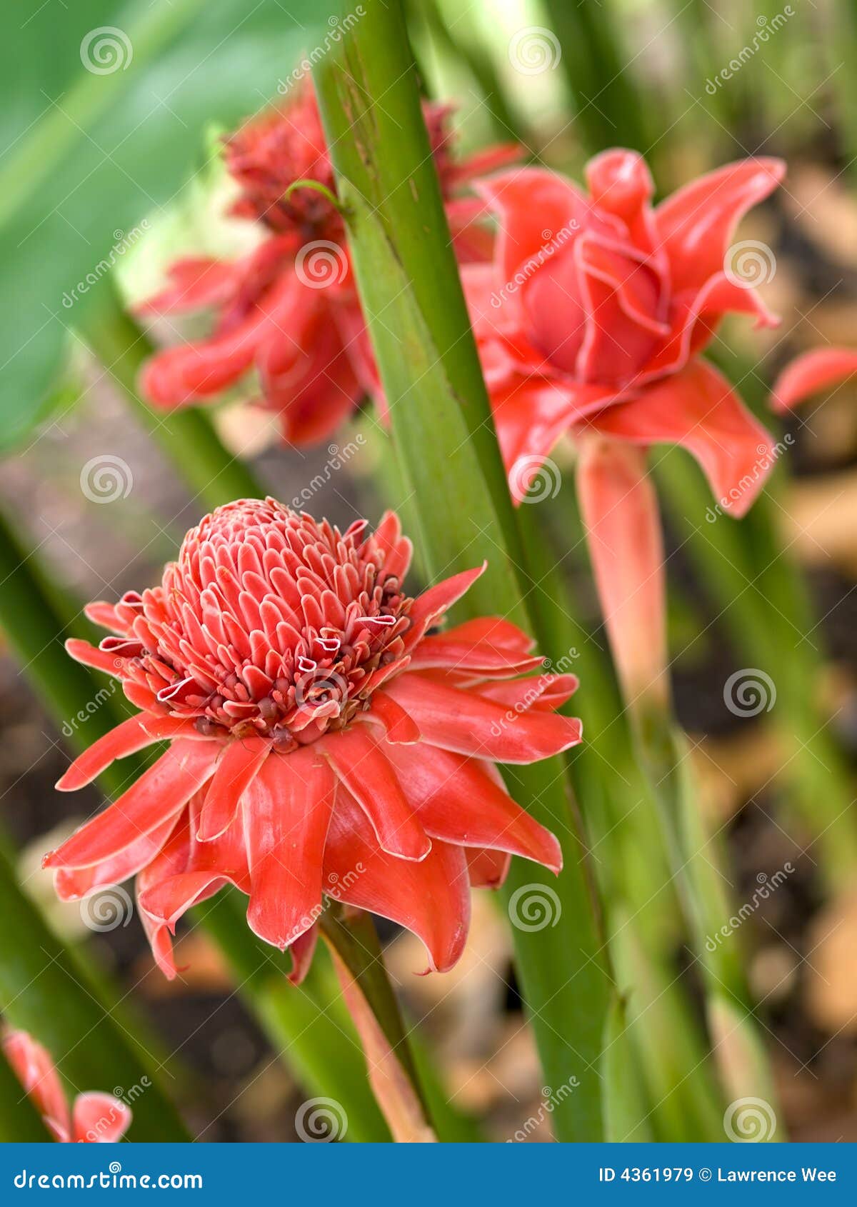 Ginger Flower In Wild Tropical Rainforest Stock Photo | CartoonDealer ...