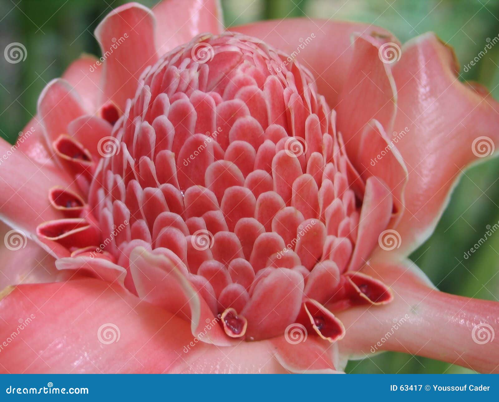 Ginger Flower stock image. Image of round, floral, tropical - 63417