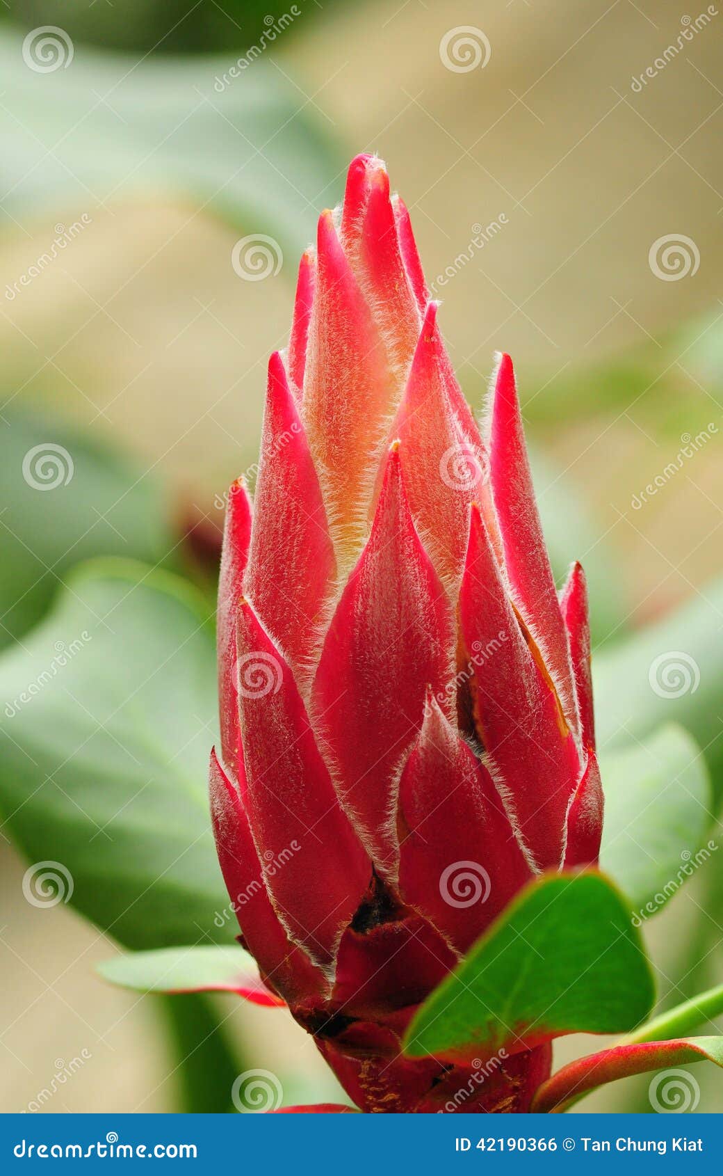 Ginger flower stock photo. Image of budding, bloom, green - 42190366