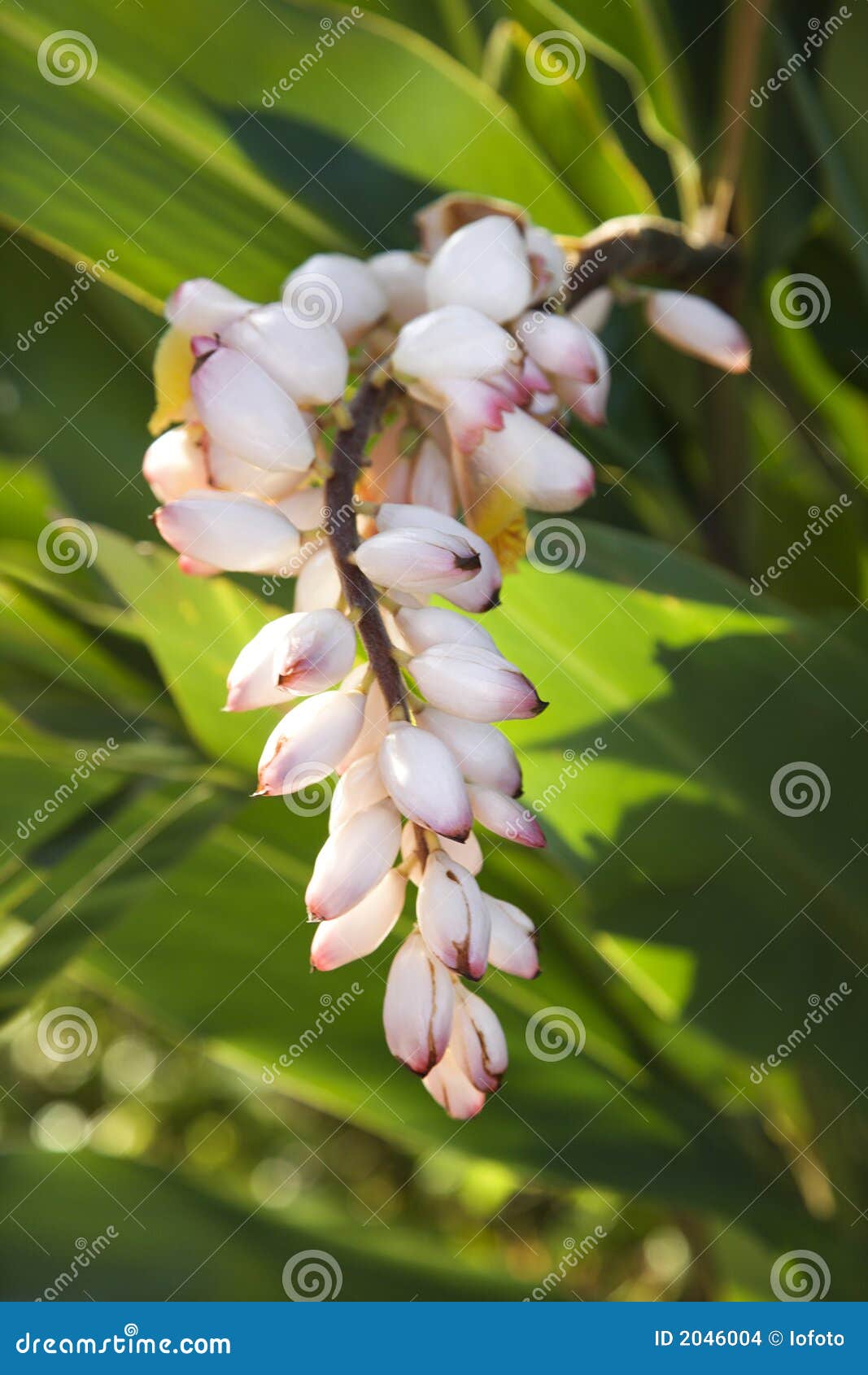 Ginger flower on plant. stock photo. Image of hawaii, nature - 2046004