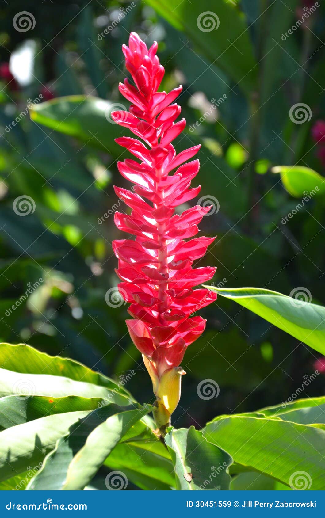 GInger Flower rojo imagen de archivo. Imagen de verde - 30451559