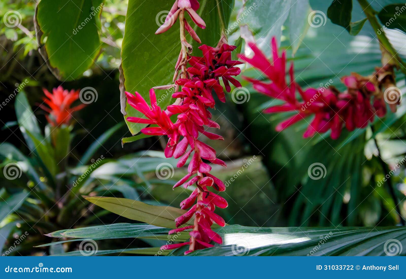 Ginger Flower rojo foto de archivo. Imagen de avestruz - 31033722
