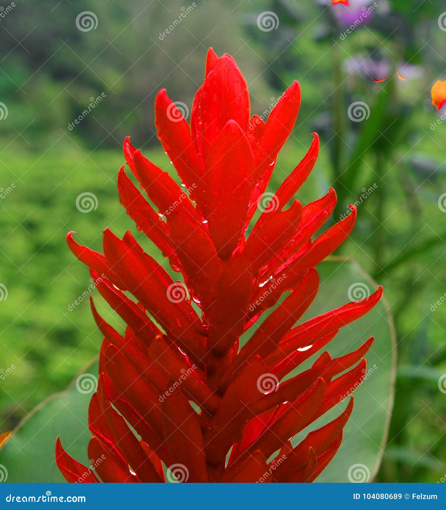 Red tropical flower stock image. Image of flower, garden - 104080689