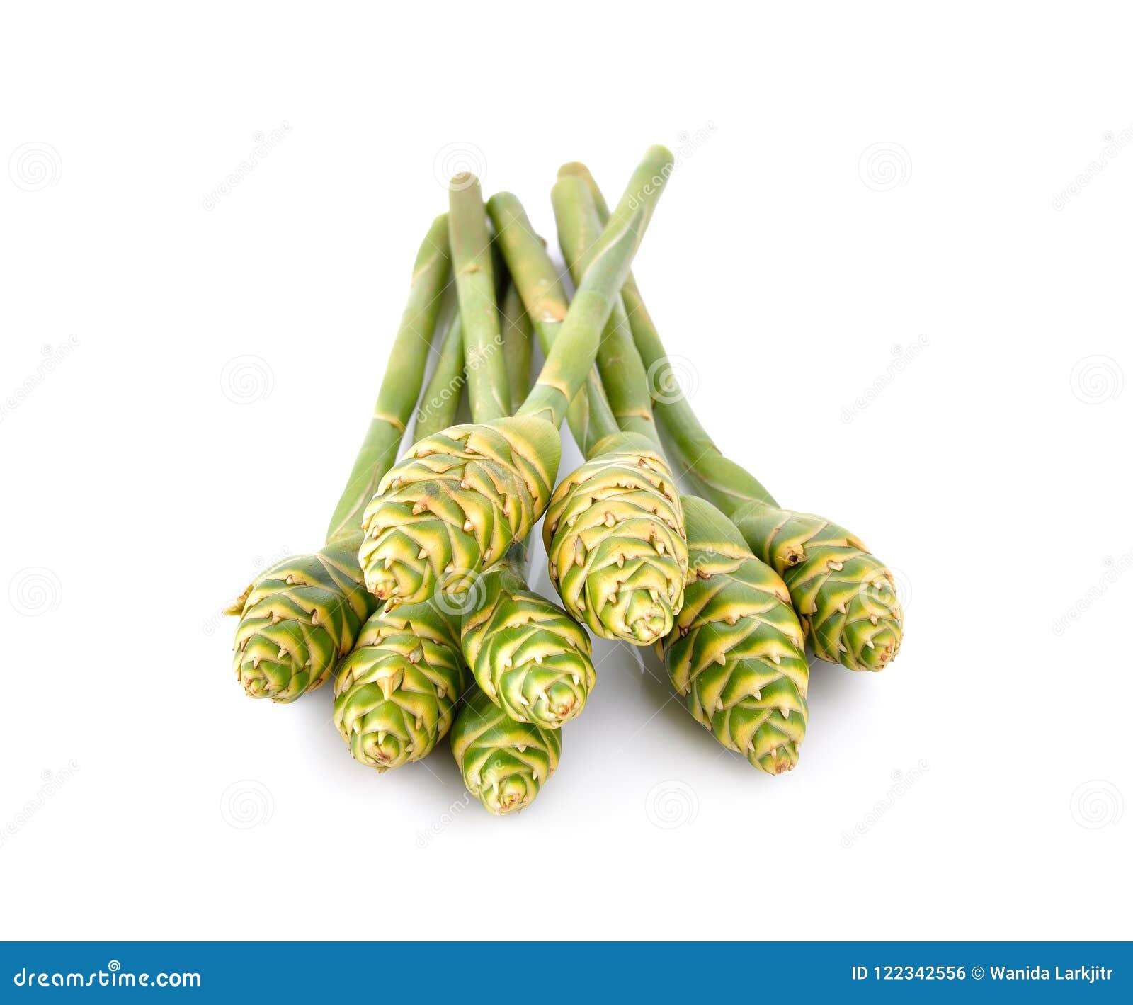 Ginger Flower on White Background Stock Photo - Image of green, plant ...