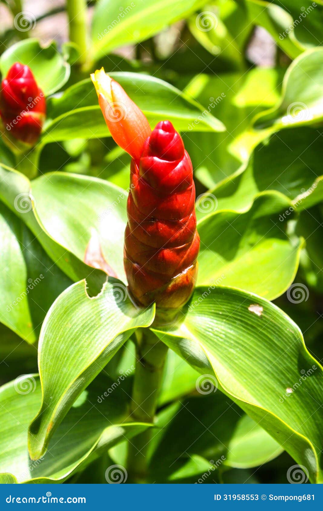 Ginger Flowers rojo imagen de archivo. Imagen de verde - 31958553