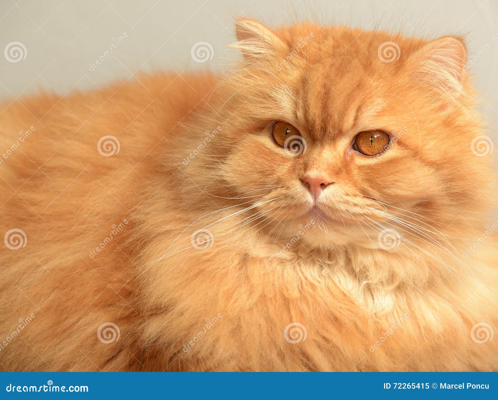Ginger Fluffy Cat. Animal Portrait Stock Image - Image of kitty ...