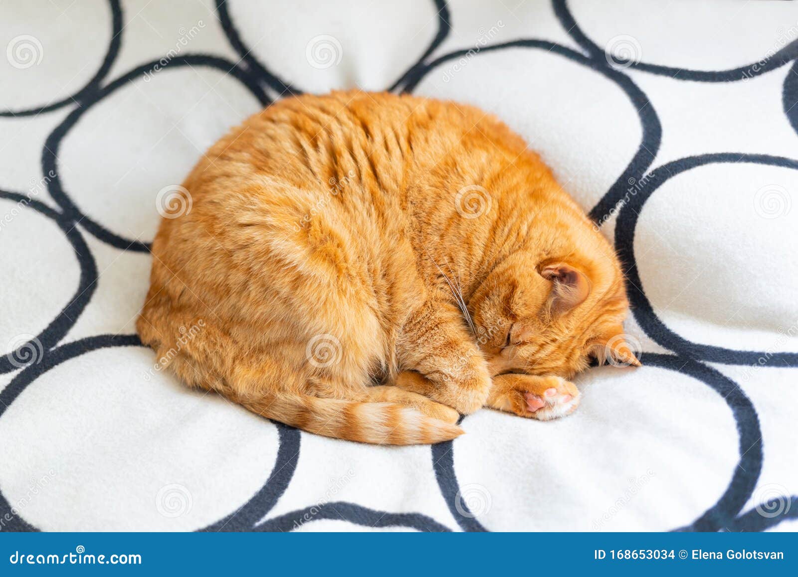 Ginger Cat Sleeping Curled Up on Blanket. Stock Photo - Image of cuddle ... Ginger Cat Sleeping Curled Up on Blanket. Stock Photo - Image of cuddle ...