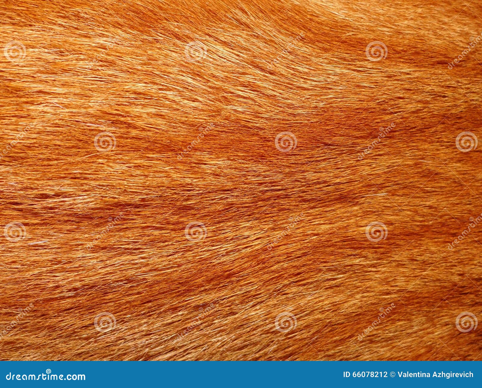 Ginger fur stock photo. Image of stripes, pattern, design - 66078212