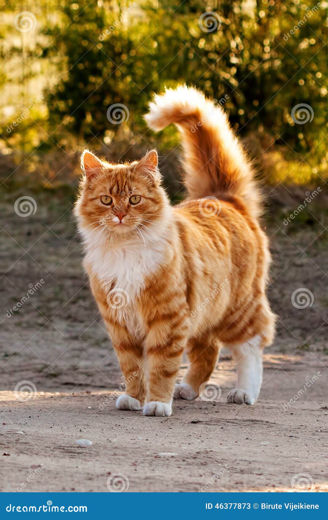 Ginger furry cat stock image. Image of puss, domestic - 46377873