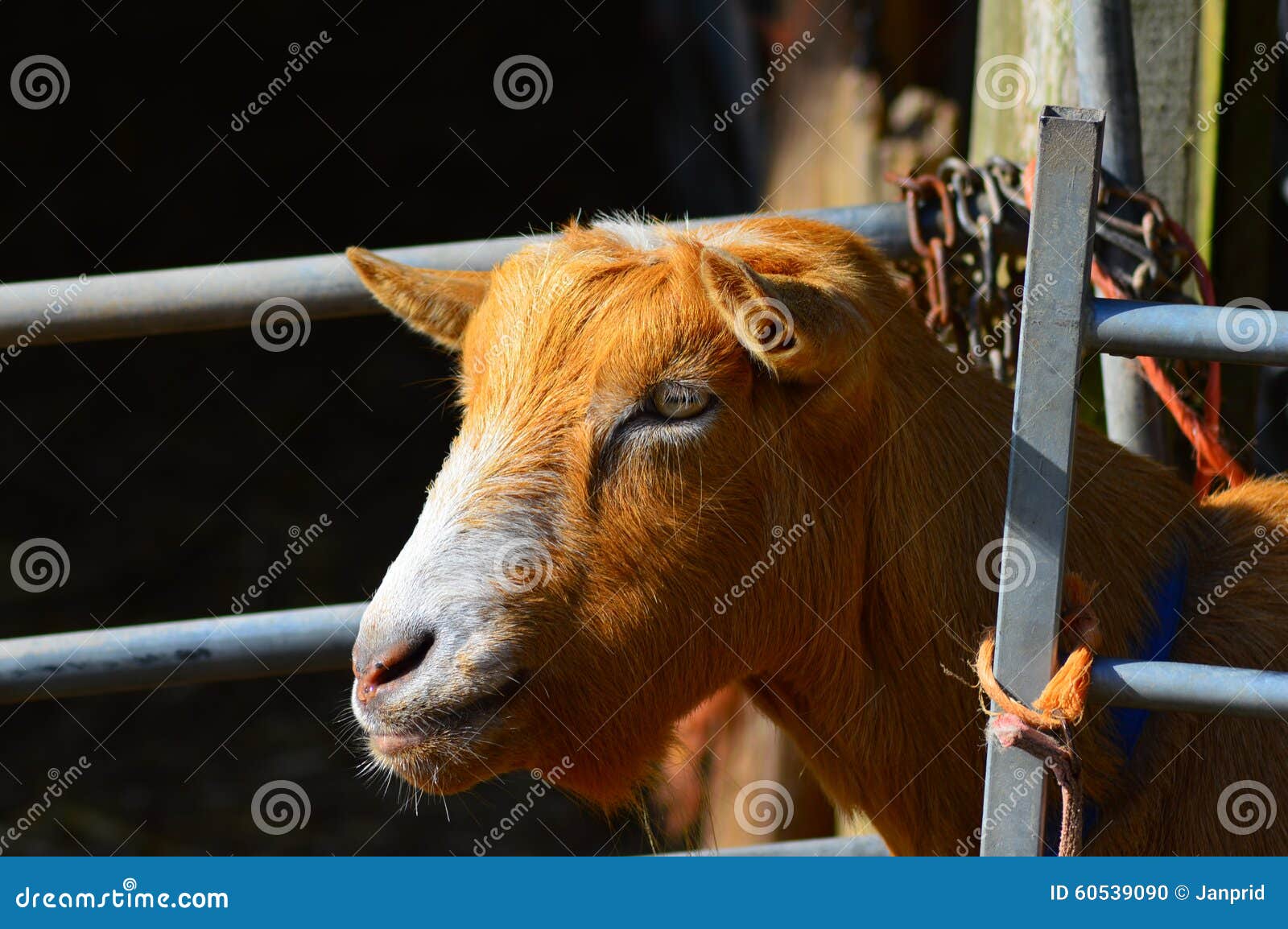 Ginger goat stock photo. Image of nanny, mammal, ginger - 60539090