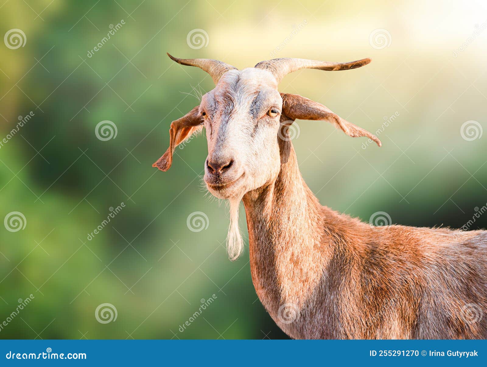 Ginger goat stock photo. Image of standing, portrait - 255291270