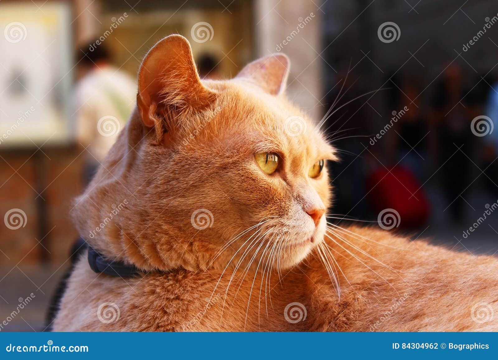 Ginger Grumpy Cat Standing Serious - Side Head View Stock Photo - Image ...
