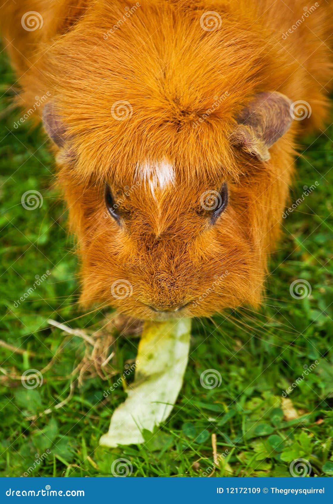 Ginger Guinea Pig stock image. Image of diet, lettuce - 12172109