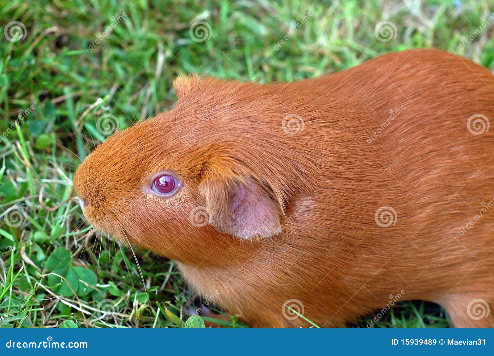 Ginger guinea pig stock image. Image of eyes, cavy, nature - 15939489