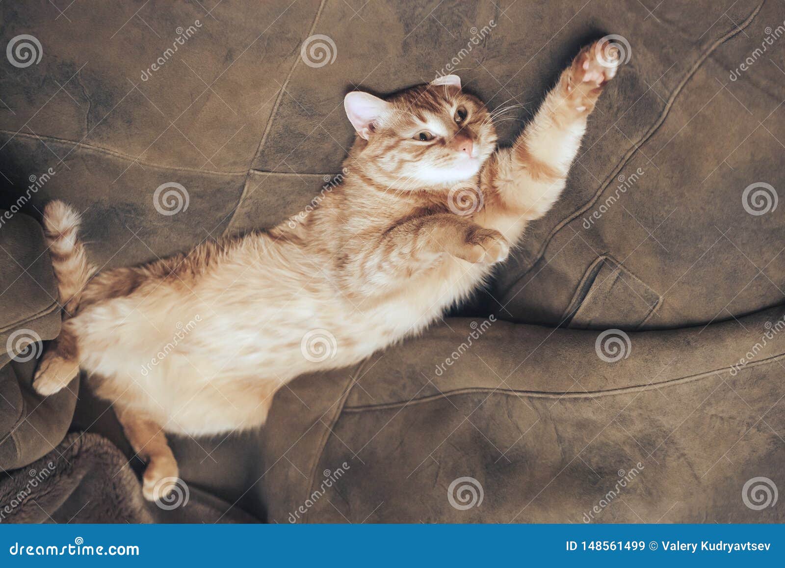 Ginger Hair Cat in Superman Pose Stock Image - Image of ginger, hair ...