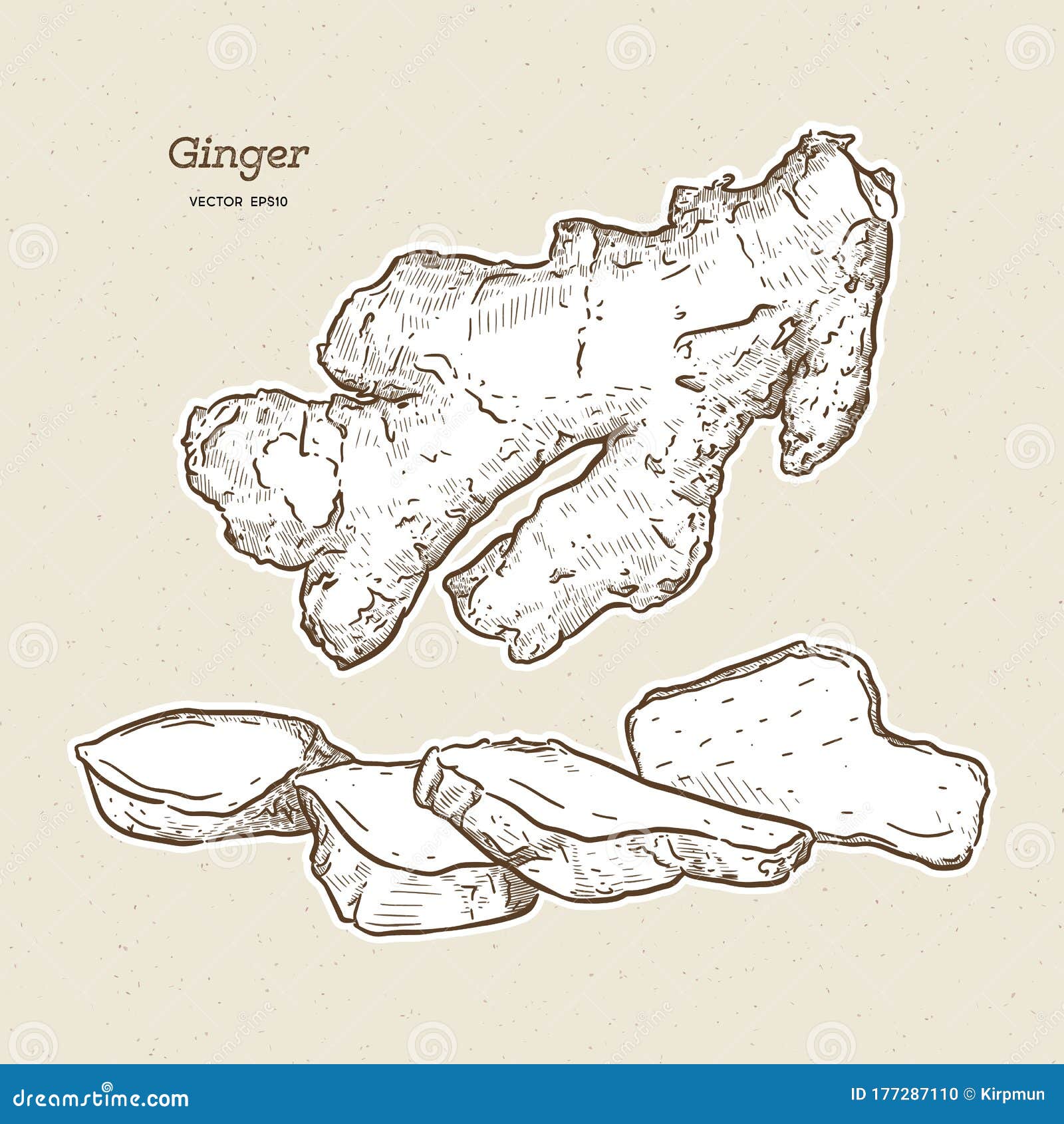 Ginger, Hand Draw Sketch Vector Stock Vector - Illustration of draw ...