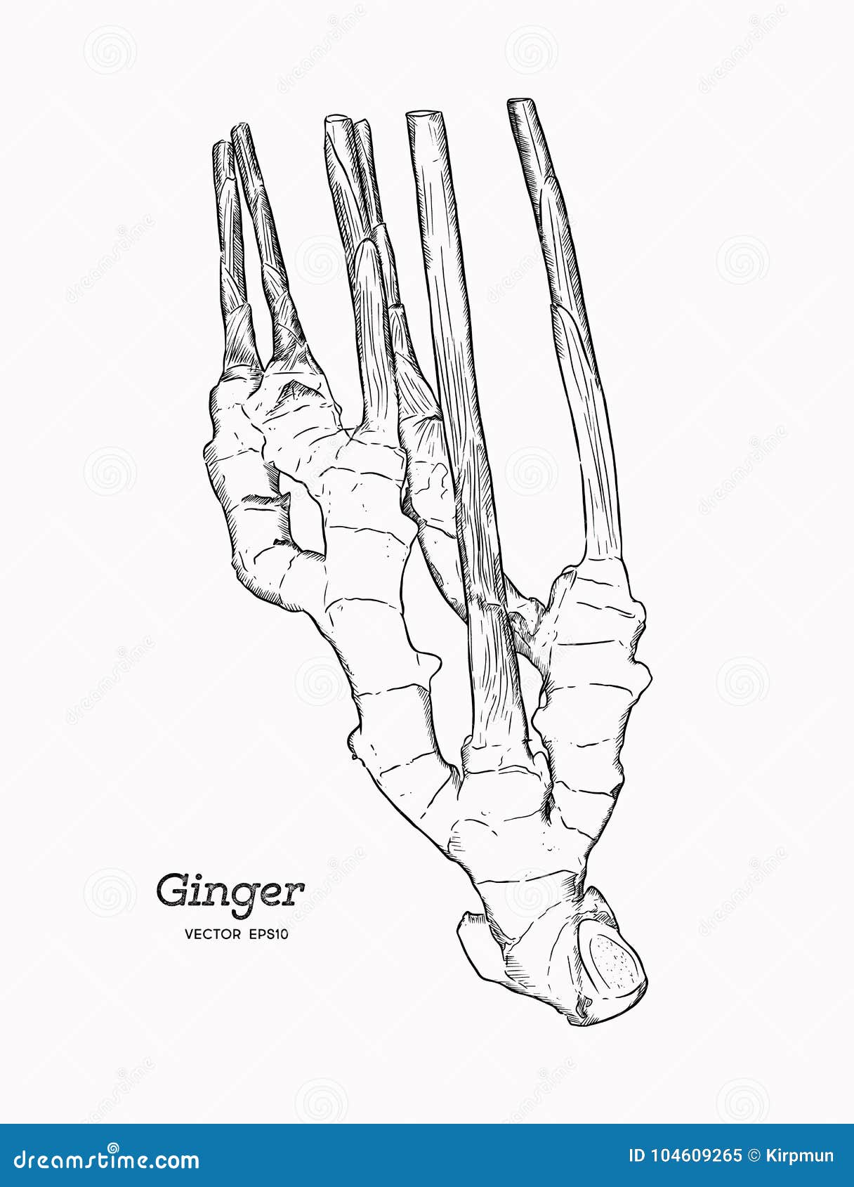 Ginger, Hand Draw Sketch Vector. Stock Vector - Illustration of healthy ...