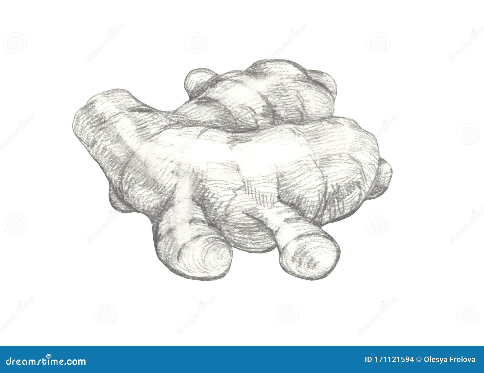 Ginger Hand Drawn Pencil Illustration Isolated on White Background ... Ginger Hand Drawn Pencil Illustration Isolated on White Background ...