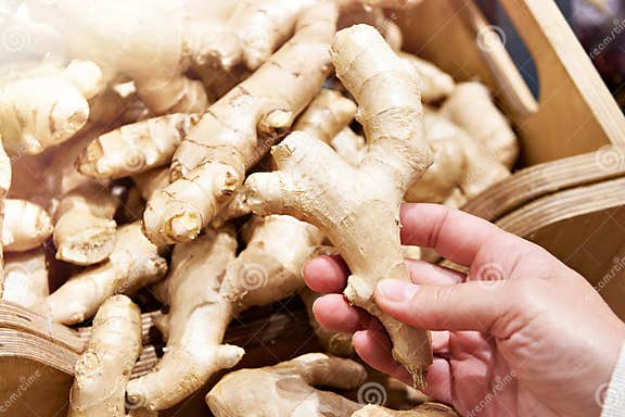 Ginger in hands stock image. Image of marketplace, market - 286842961