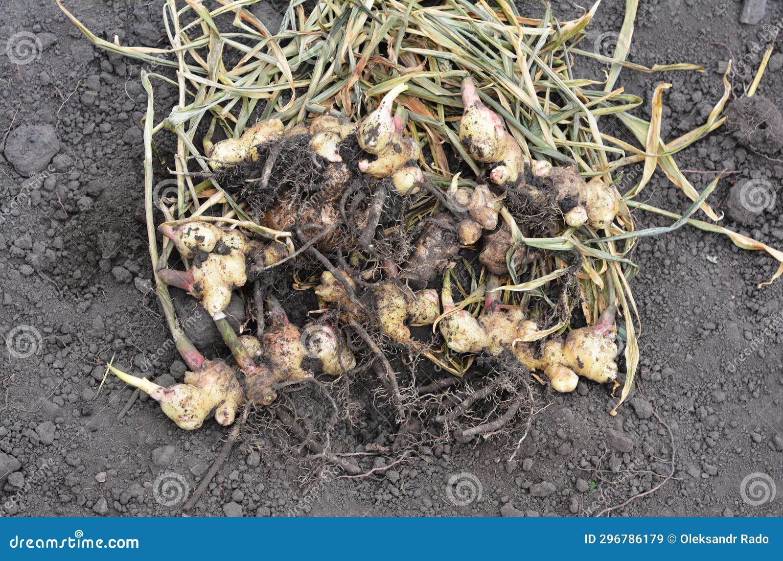 Ginger Harvesting on Ginger Field Stock Image - Image of officinale ...