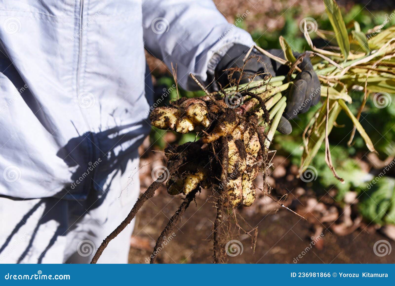Ginger harvesting work stock photo. Image of ingredient - 236981866