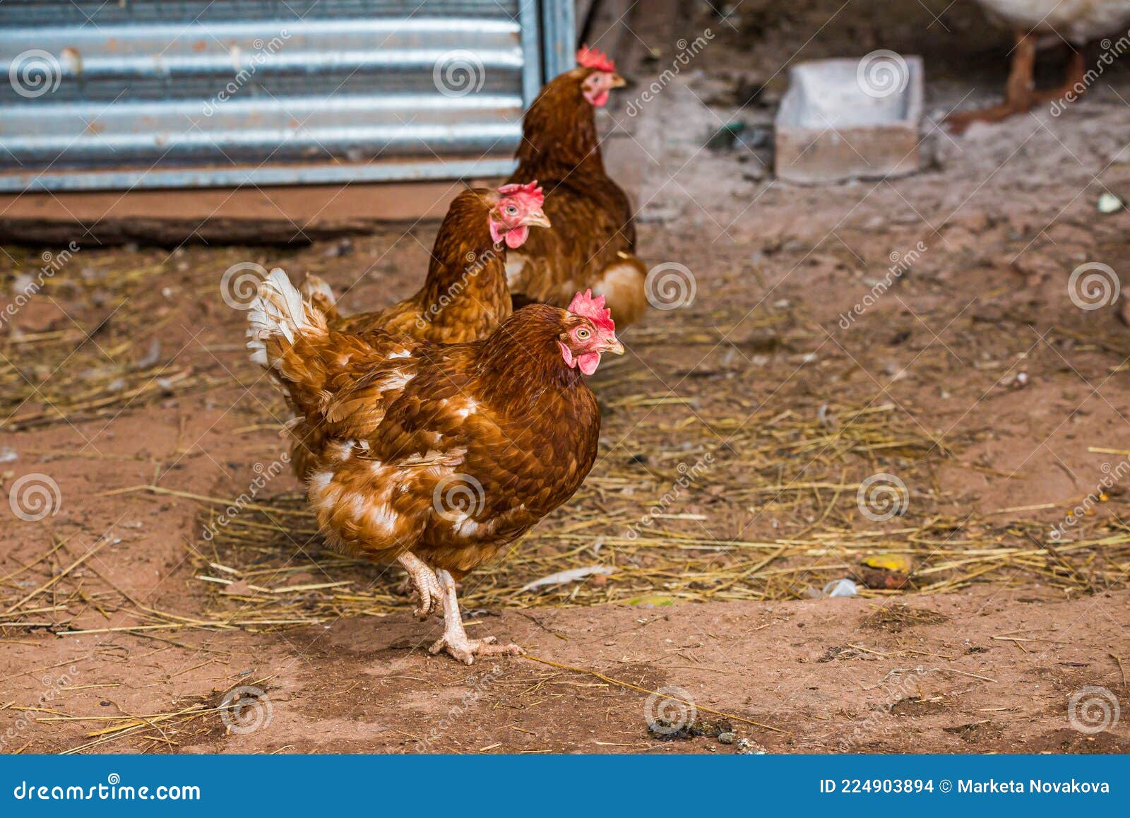 Ginger Hens in Small Farm in Czech Republic Stock Photo - Image of ...