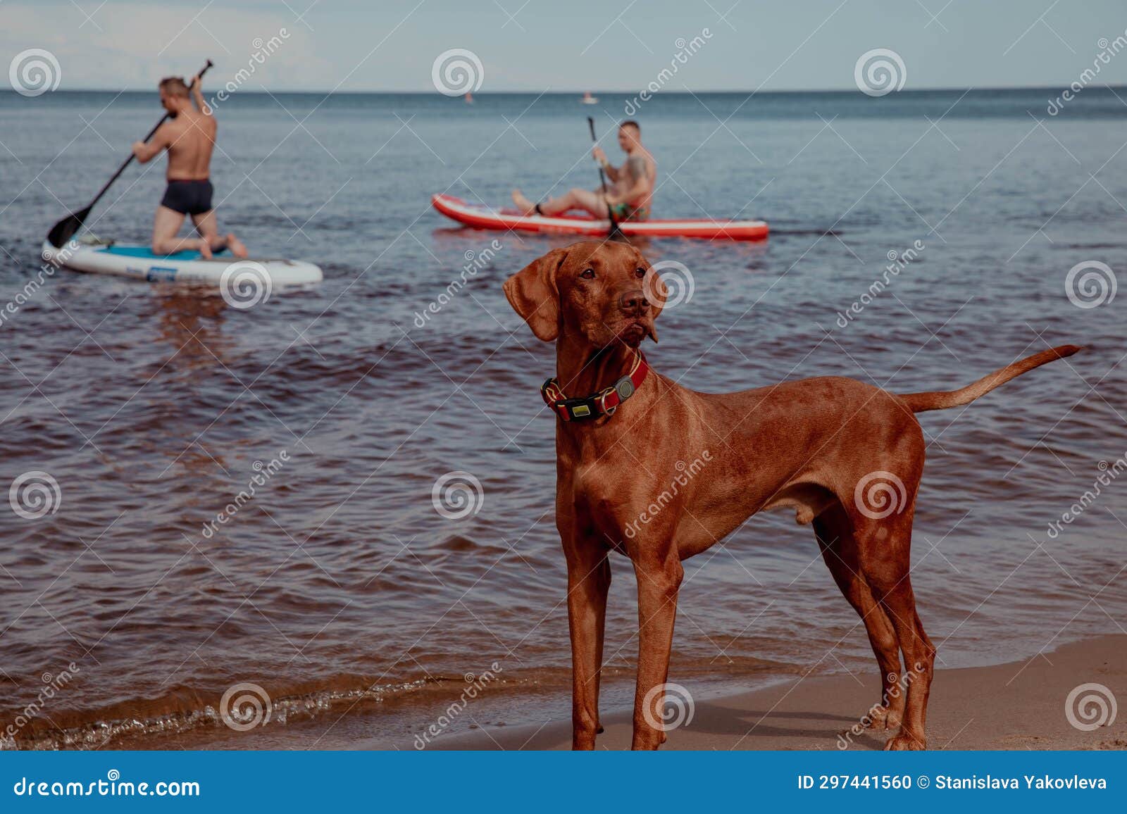 Ginger Hunting Vizsla Dog on Beach Stock Photo - Image of ginger, puppy ...