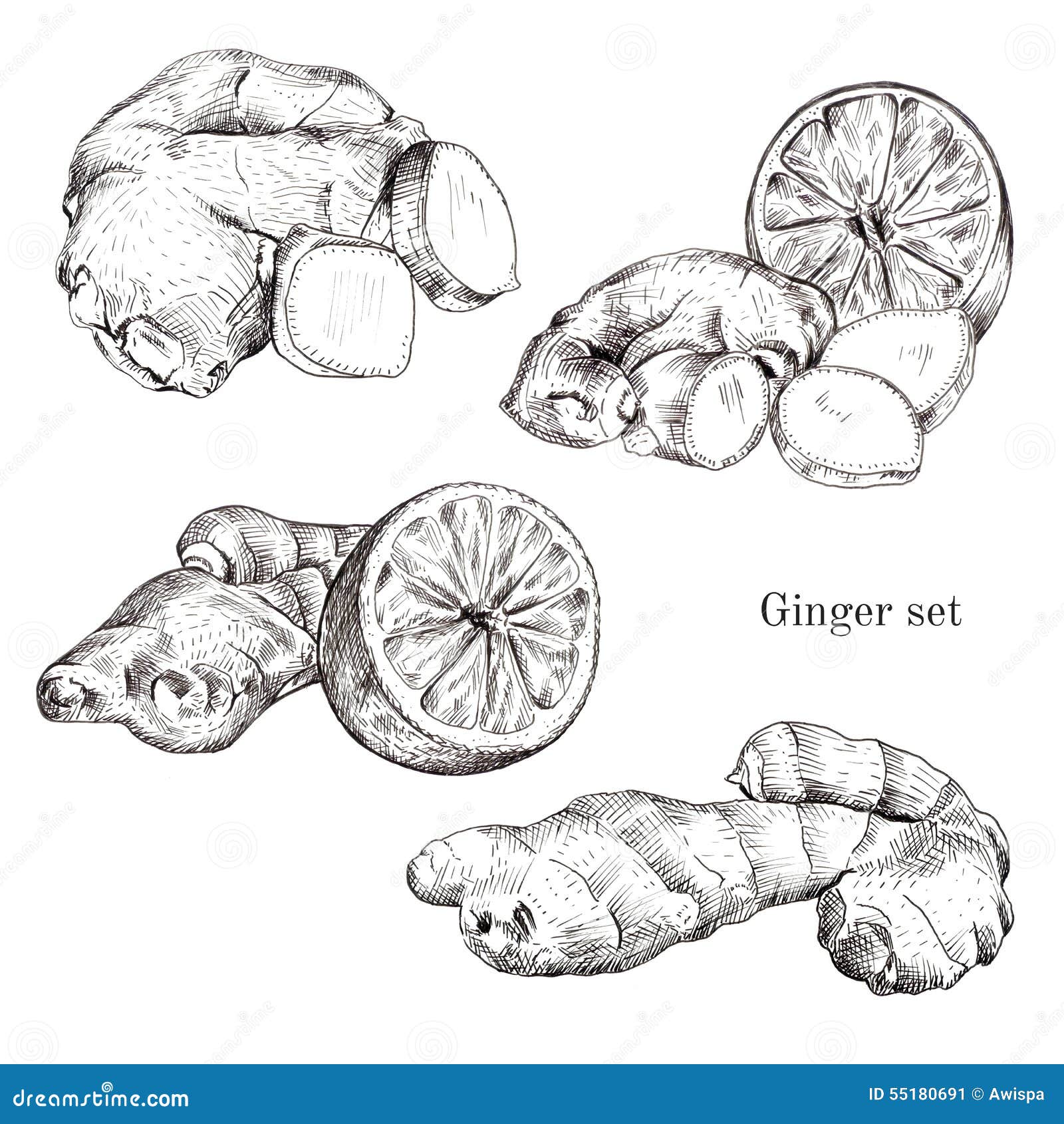 Ginger Ink Sketches Set Stock Vector - Image: 55180691