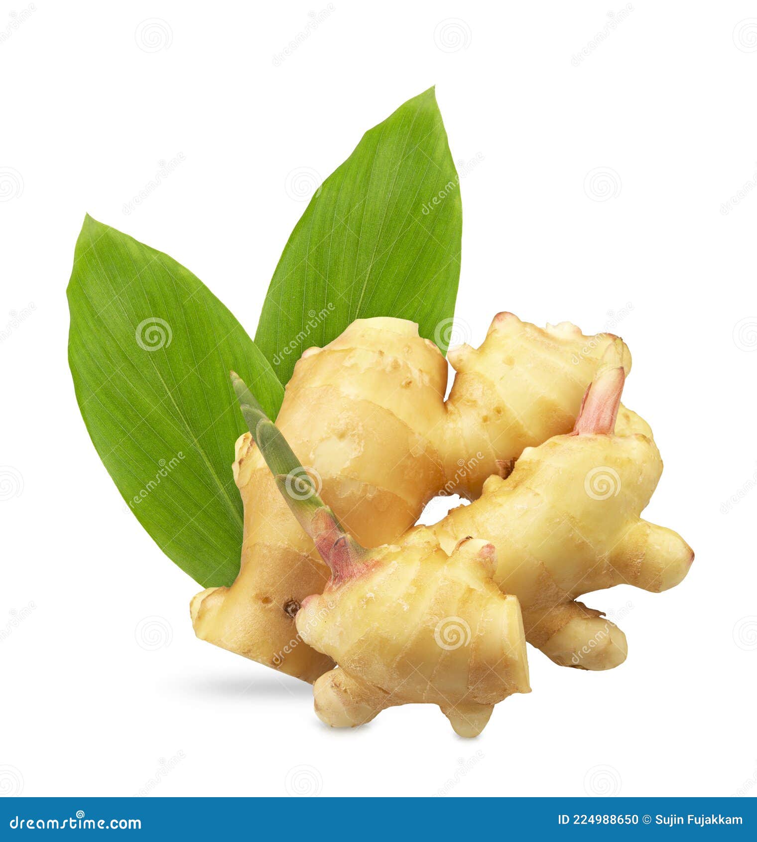 Ginger Isolated on White Background Stock Photo - Image of ginger ...