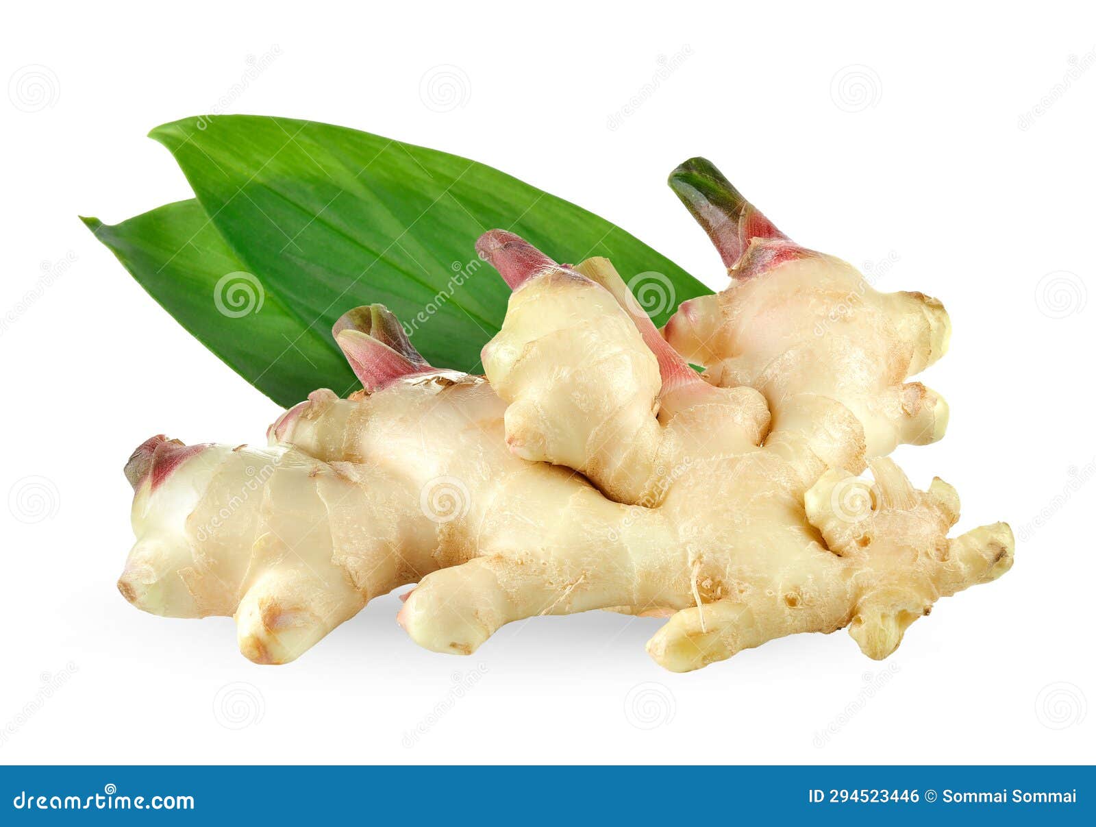 Ginger isolated on white stock photo. Image of background - 294523446