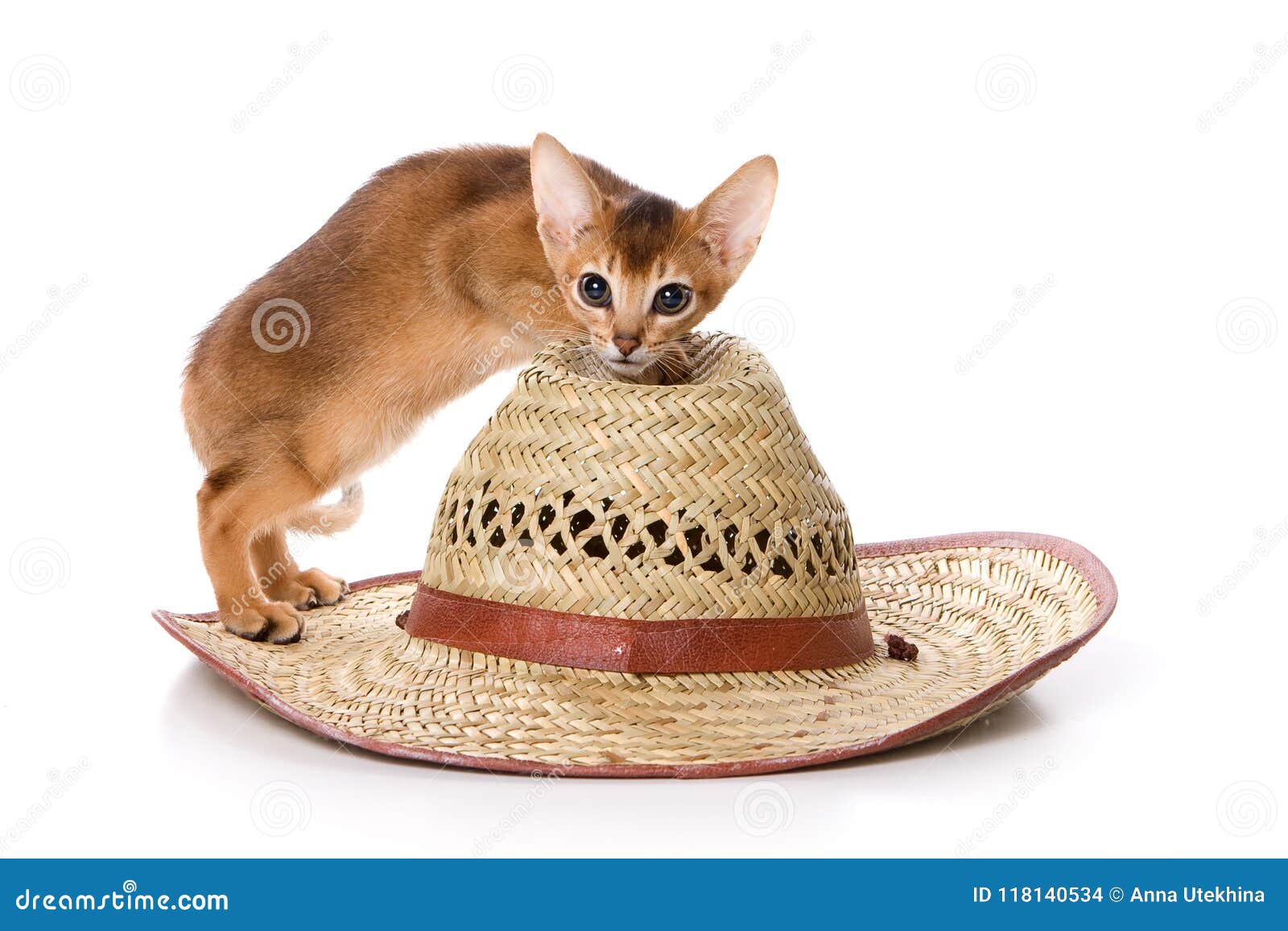 Ginger Kitten Abyssinian Cat and Hat Stock Photo - Image of looking ...