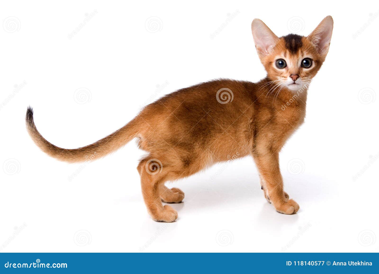 Ginger kitten Abyssinian stock image. Image of portrait - 118140577