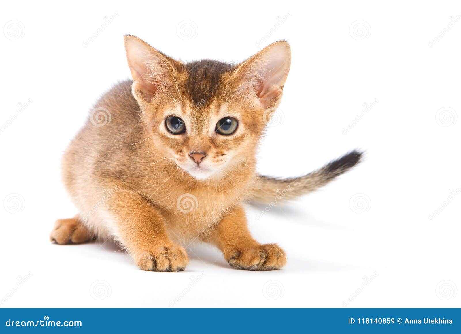 Ginger kitten Abyssinian stock image. Image of golden - 118140859