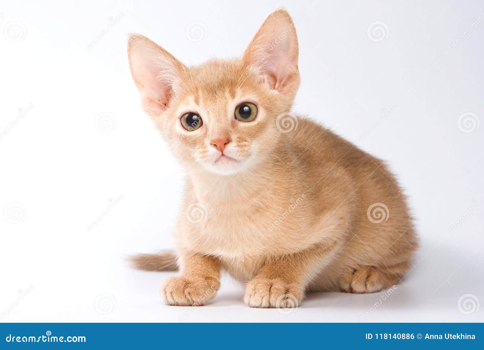 Ginger kitten Abyssinian stock photo. Image of kitty - 118140886