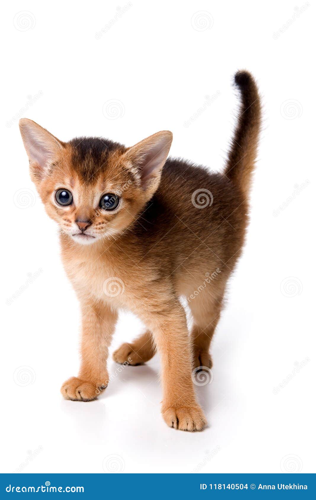 Ginger kitten Abyssinian stock photo. Image of baby - 118140504