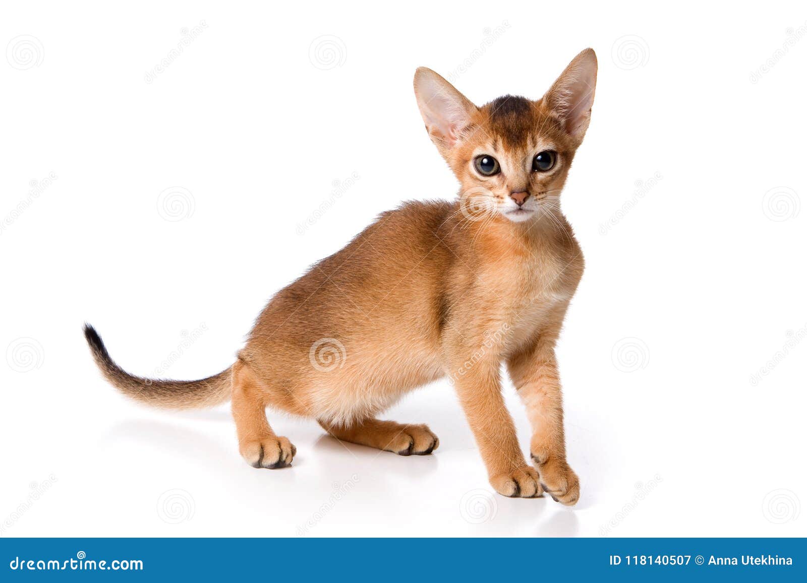 Ginger kitten Abyssinian stock image. Image of pedigreed - 118140507