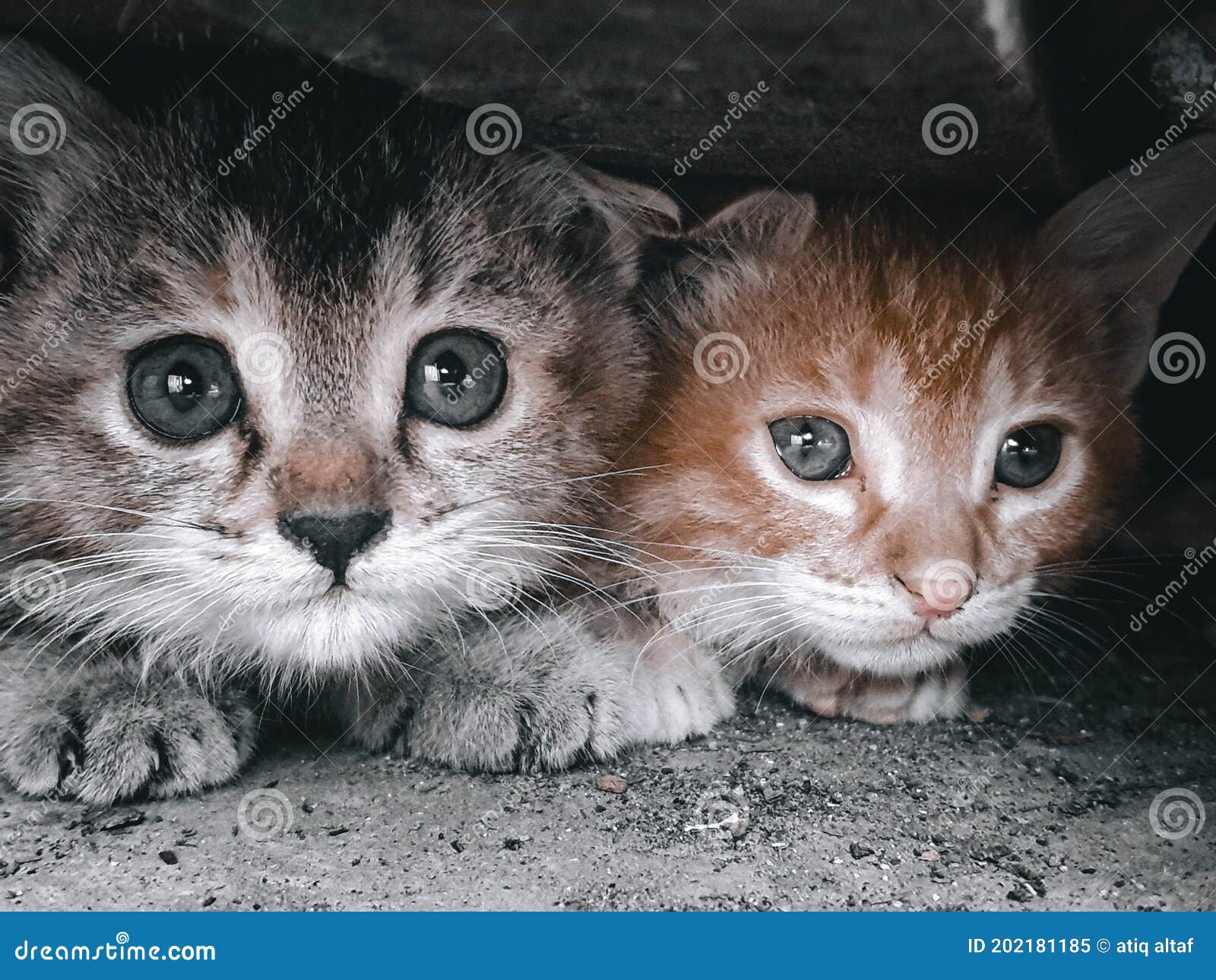 Ginger Kitten & American Bobtail Stock Image - Image of bobtail ...
