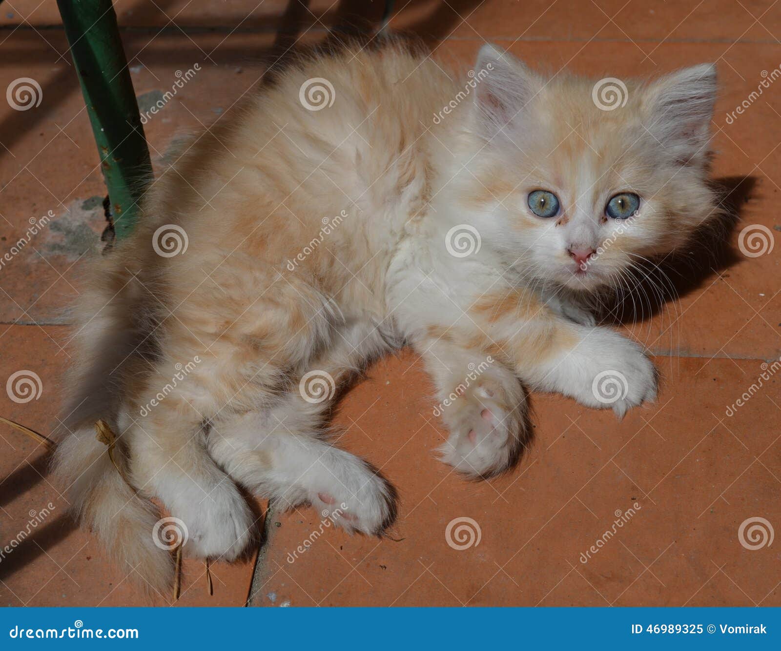 Ginger kitten stock image. Image of eyes, whisker, tail - 46989325