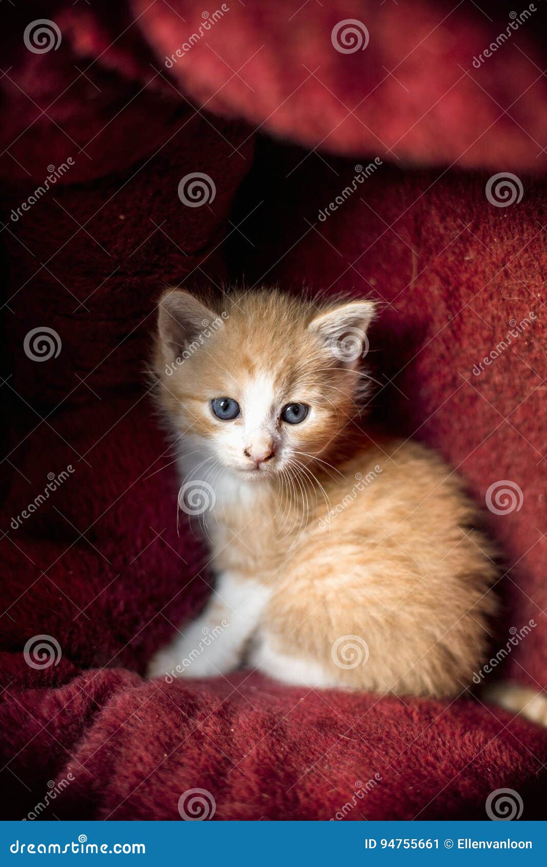 Ginger kitten stock image. Image of eyes, kitten, blue - 94755661