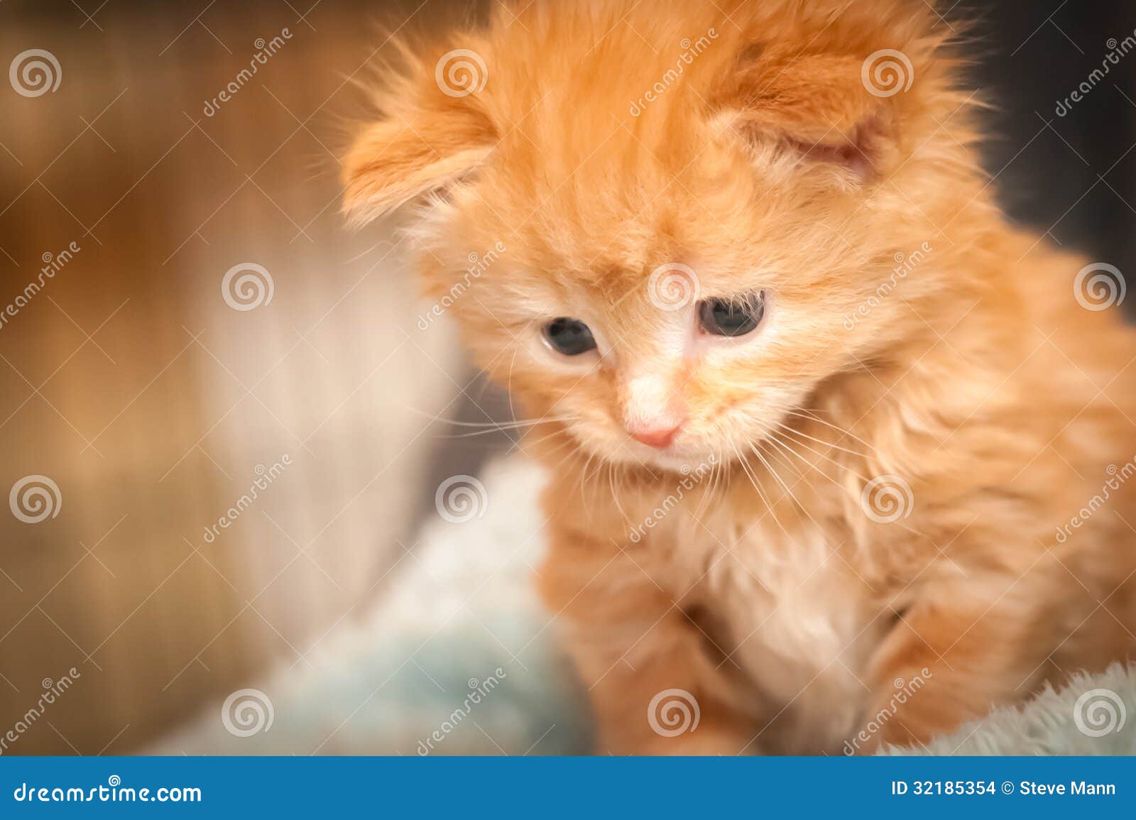 Ginger kitten stock photo. Image of baby, mammals, pets - 32185354