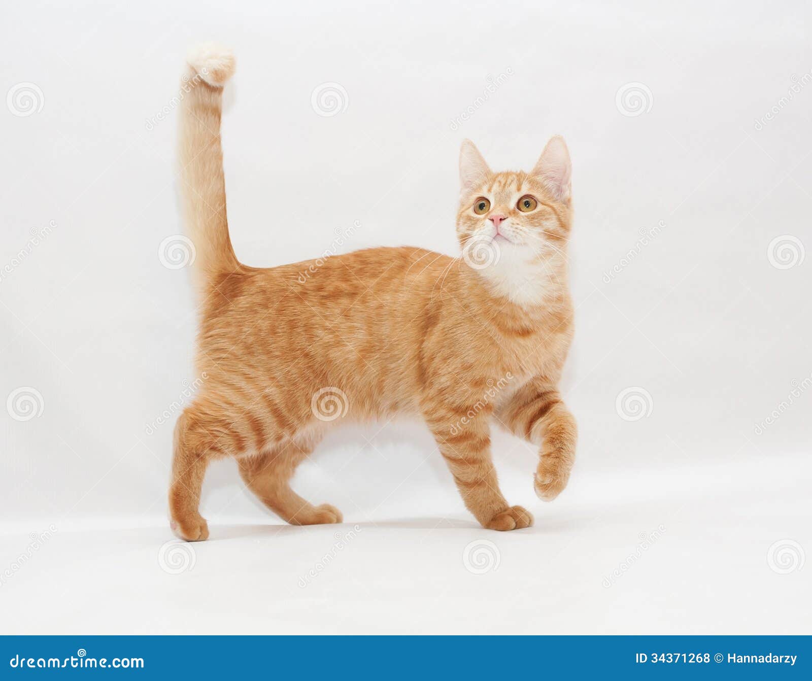 Ginger kitten stock photo. Image of small, portrait, mammal - 34371268