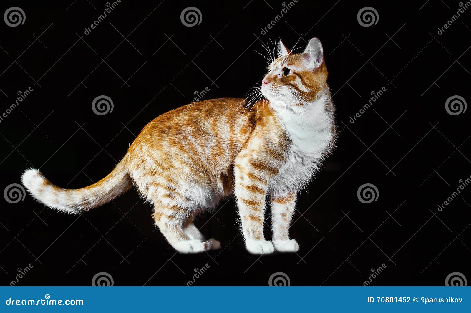 Ginger Kitten, Coyly Lift the Front Foot Stock Photo - Image of ...