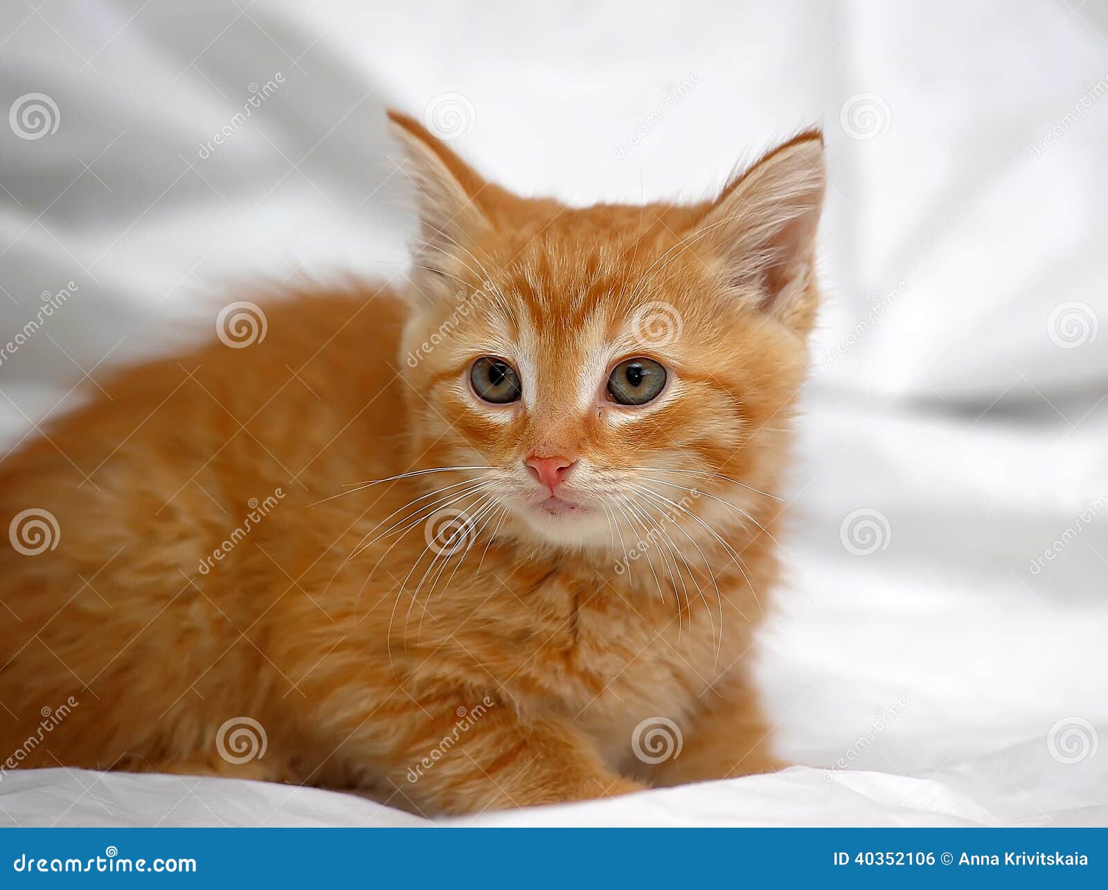 Ginger kitten stock photo. Image of cute, looking, kitten - 40352106